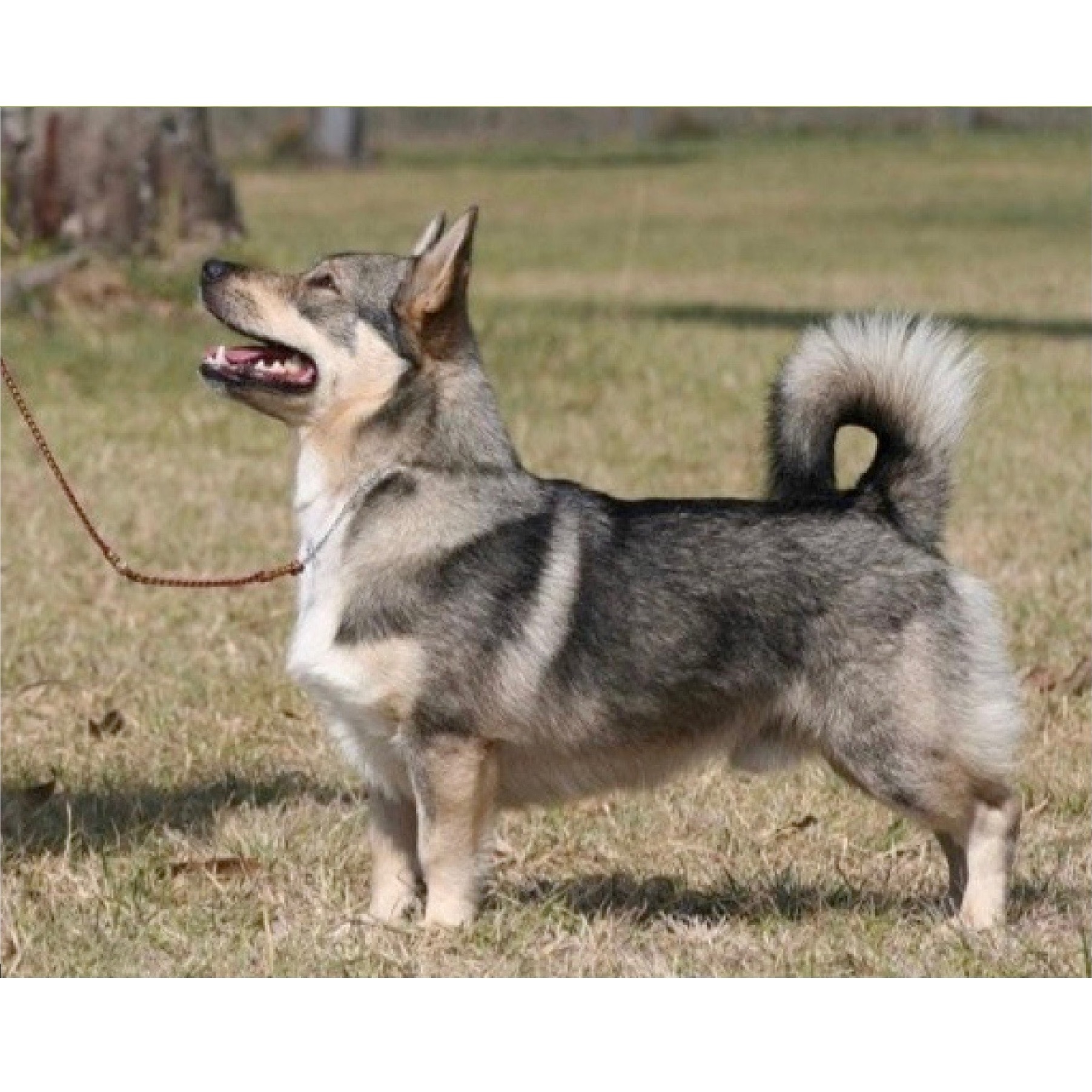 Swedish Vallhund Breeds
