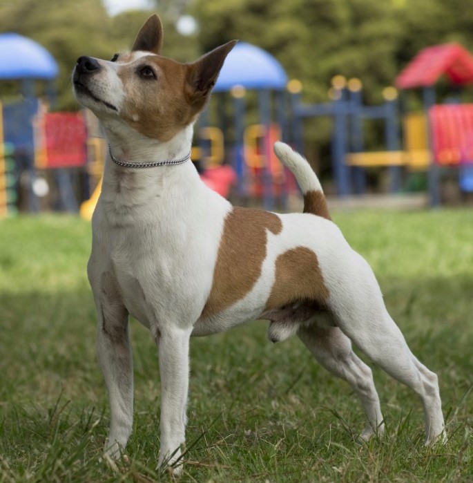 Tenterfield Terrier Breeds