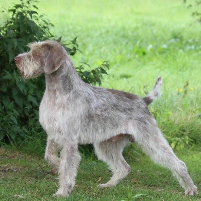 Wirehaired Slovakian Pointer Breeds